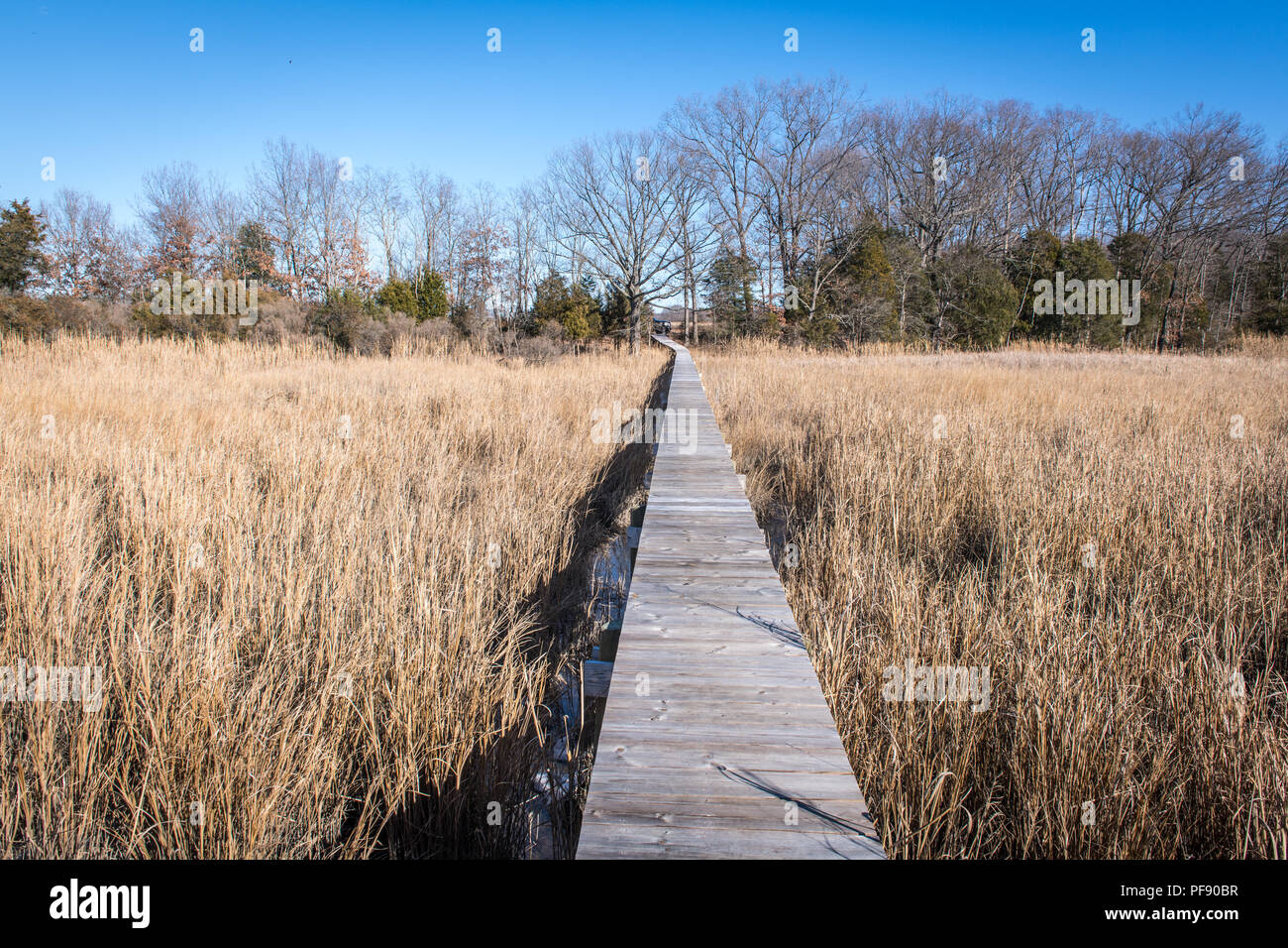 A wooden pathway traverses through the tall grasses and woods along the ...