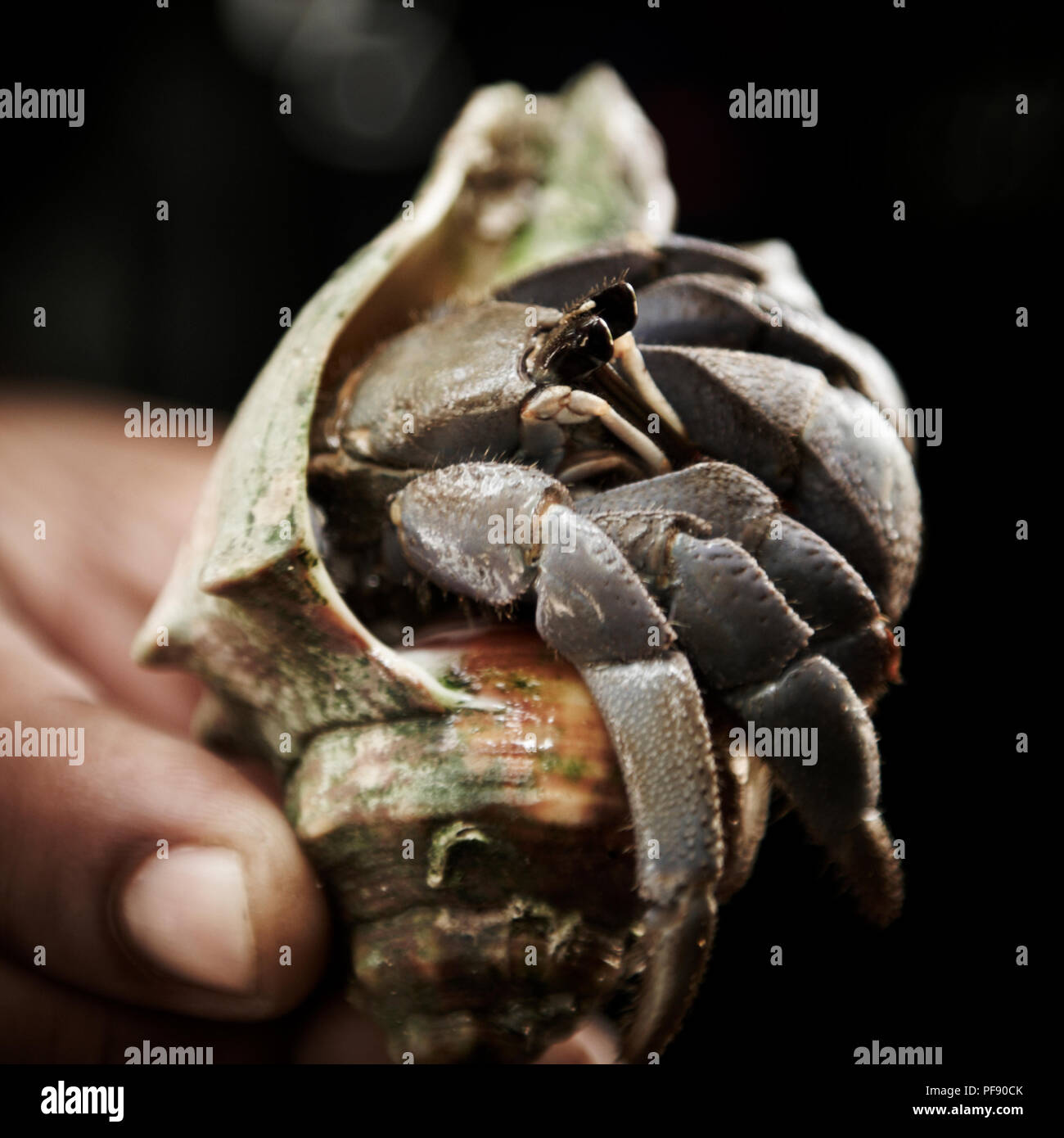 Queen Conch Shell High Resolution Stock Photography and Images - Alamy