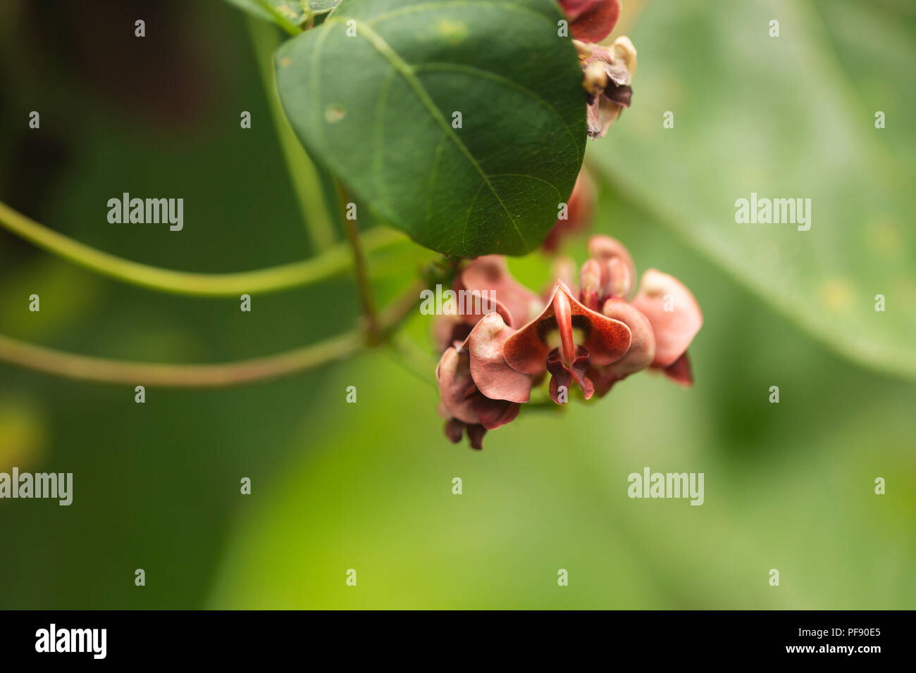 Flowers of the groundnut (Apios americana), also known as potato bean ...
