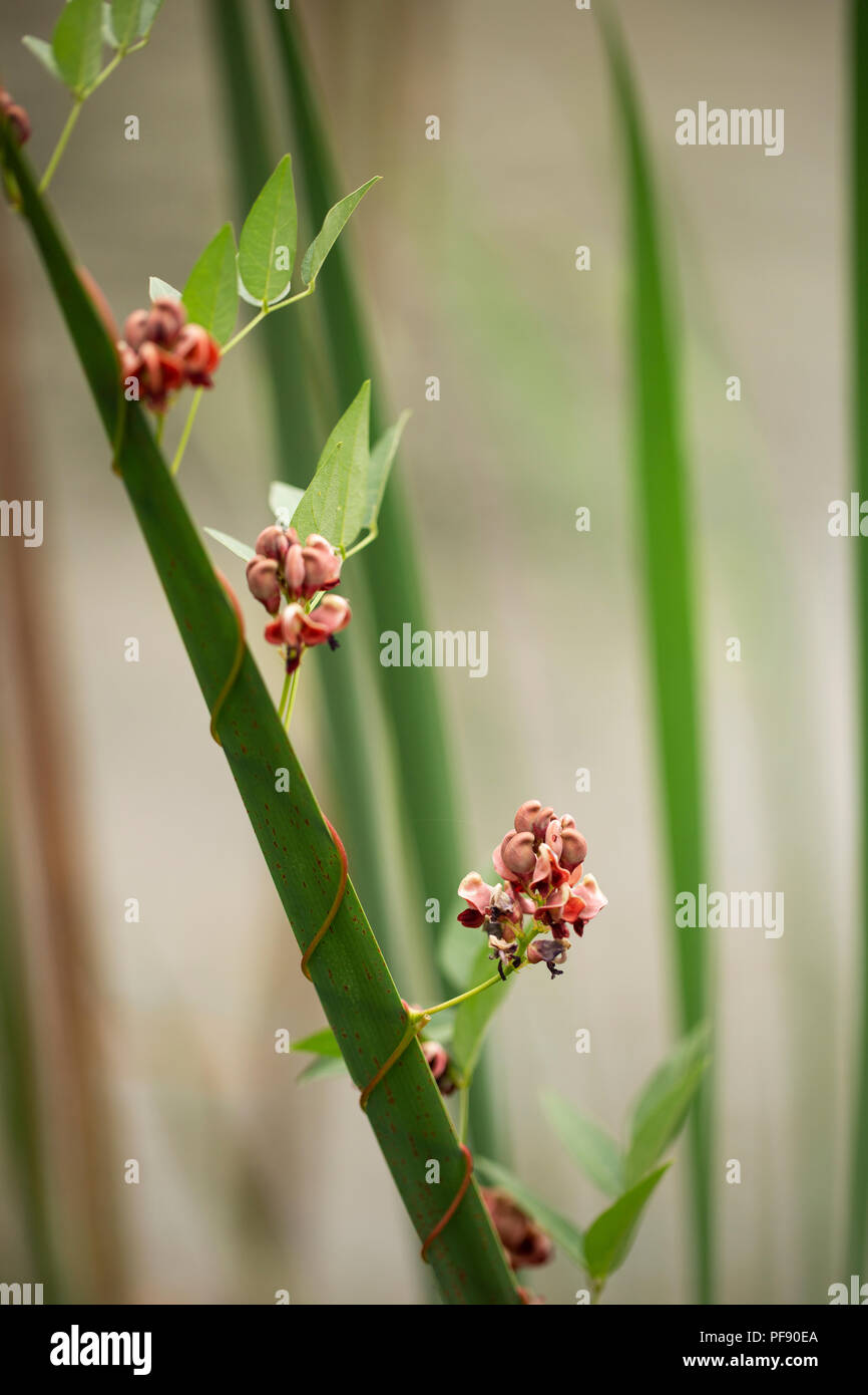 Flowers of the groundnut (Apios americana), also known as potato bean ...