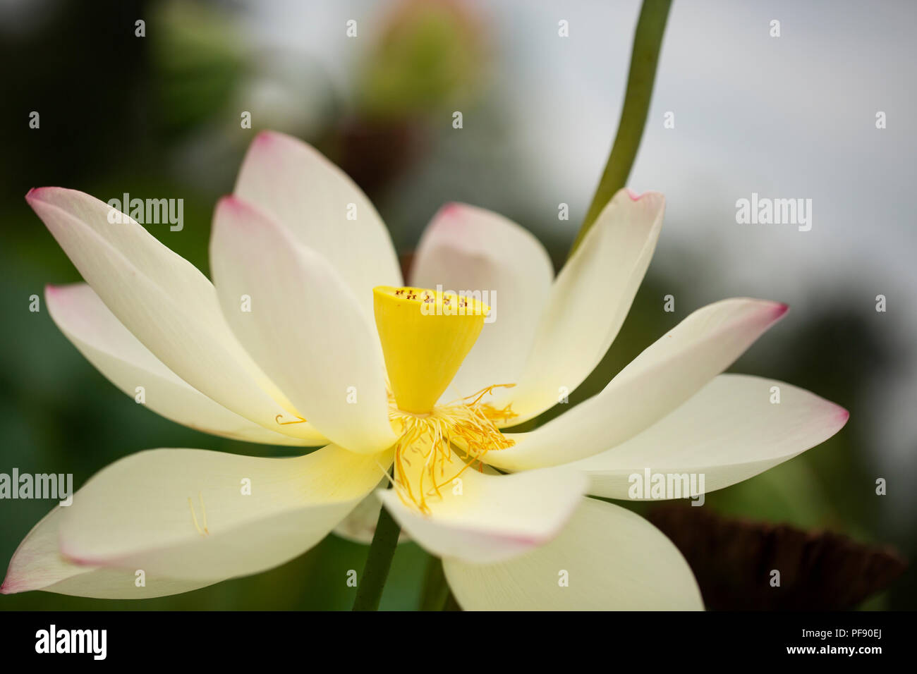 Common lotus (Nelumbo nucifera), also known as Indian lotus, sacred ...