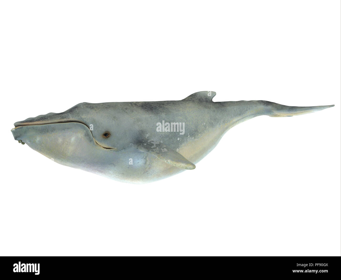 White humpback whale hi-res stock photography and images - Alamy