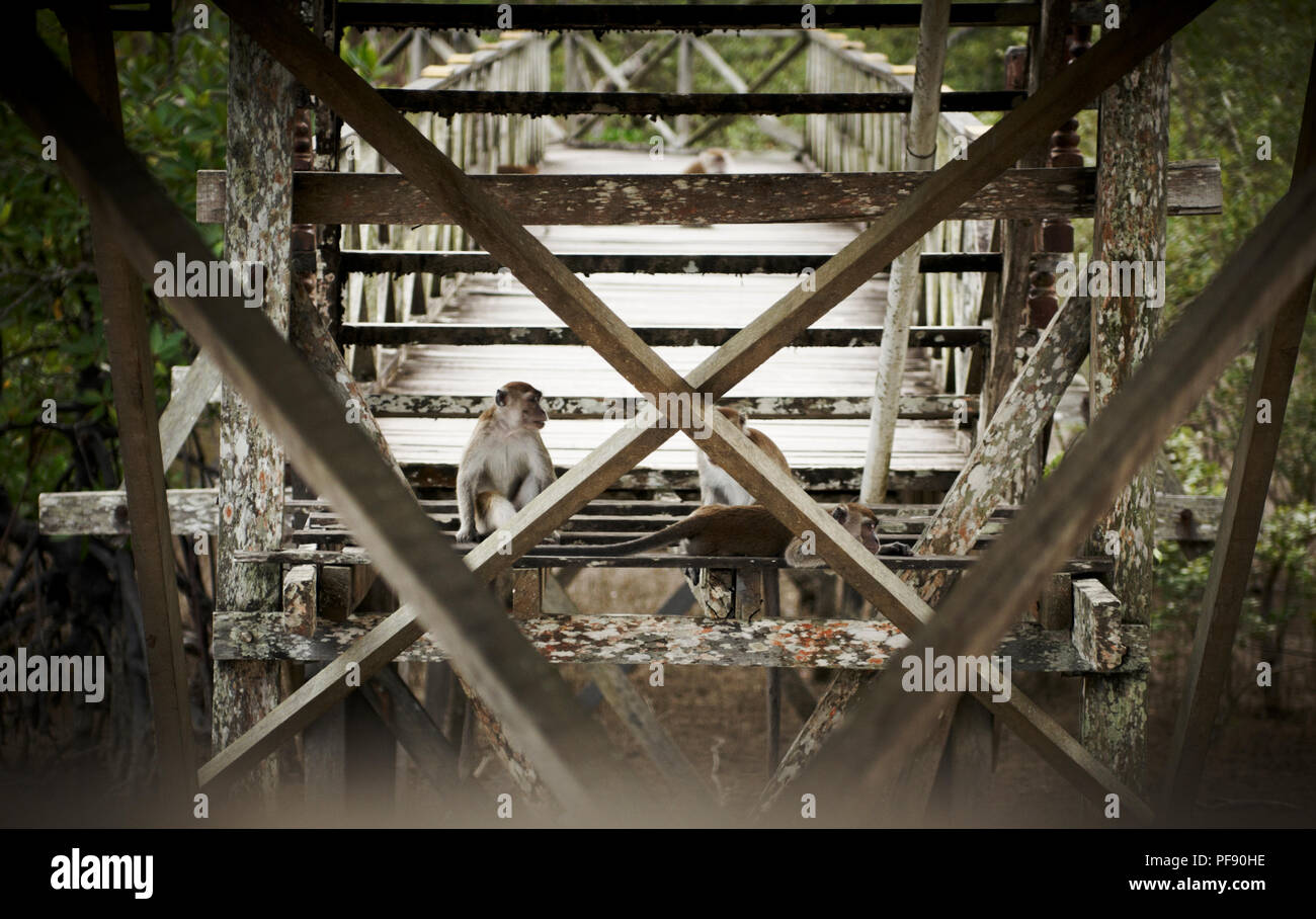 Square monkeys hi-res stock photography and images - Alamy