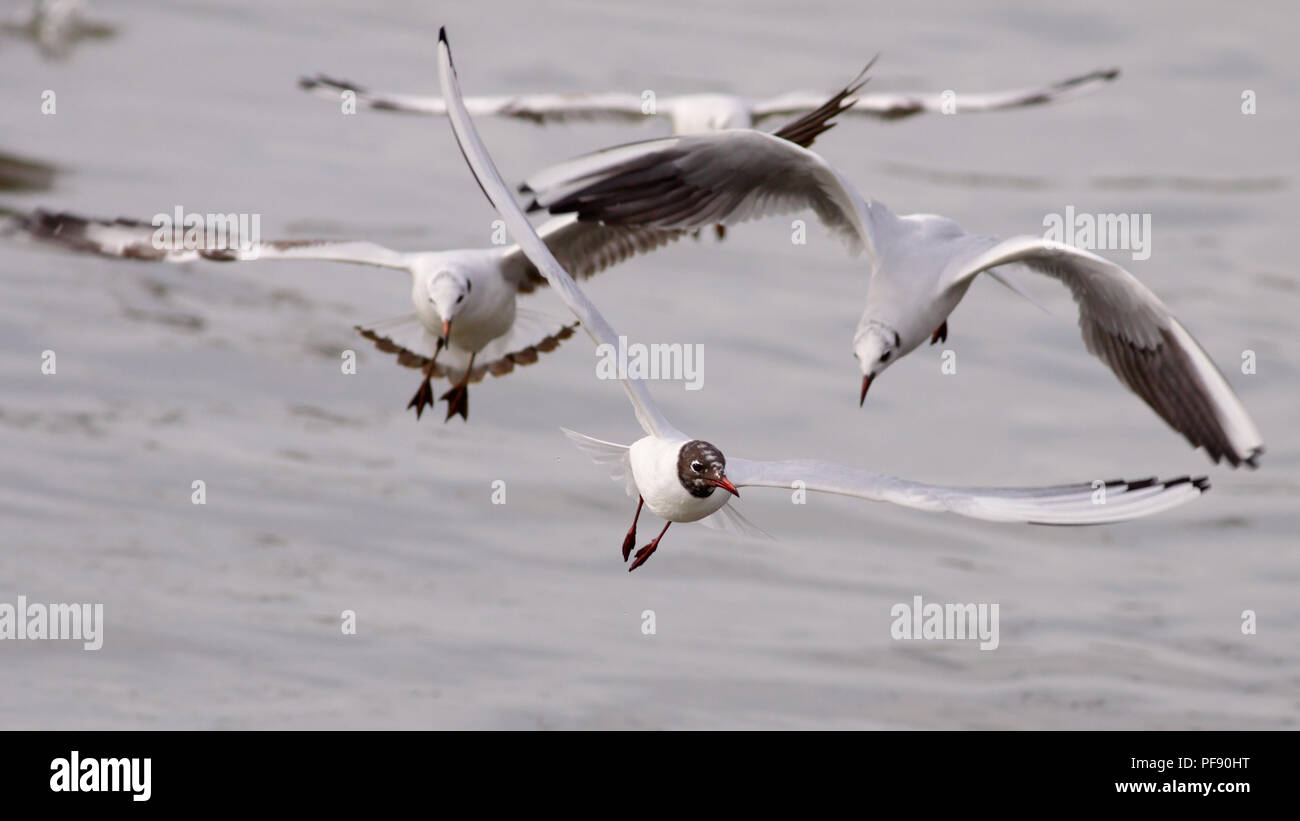 Wing Bird Speed Fast High Resolution Stock Photography and Images - Alamy