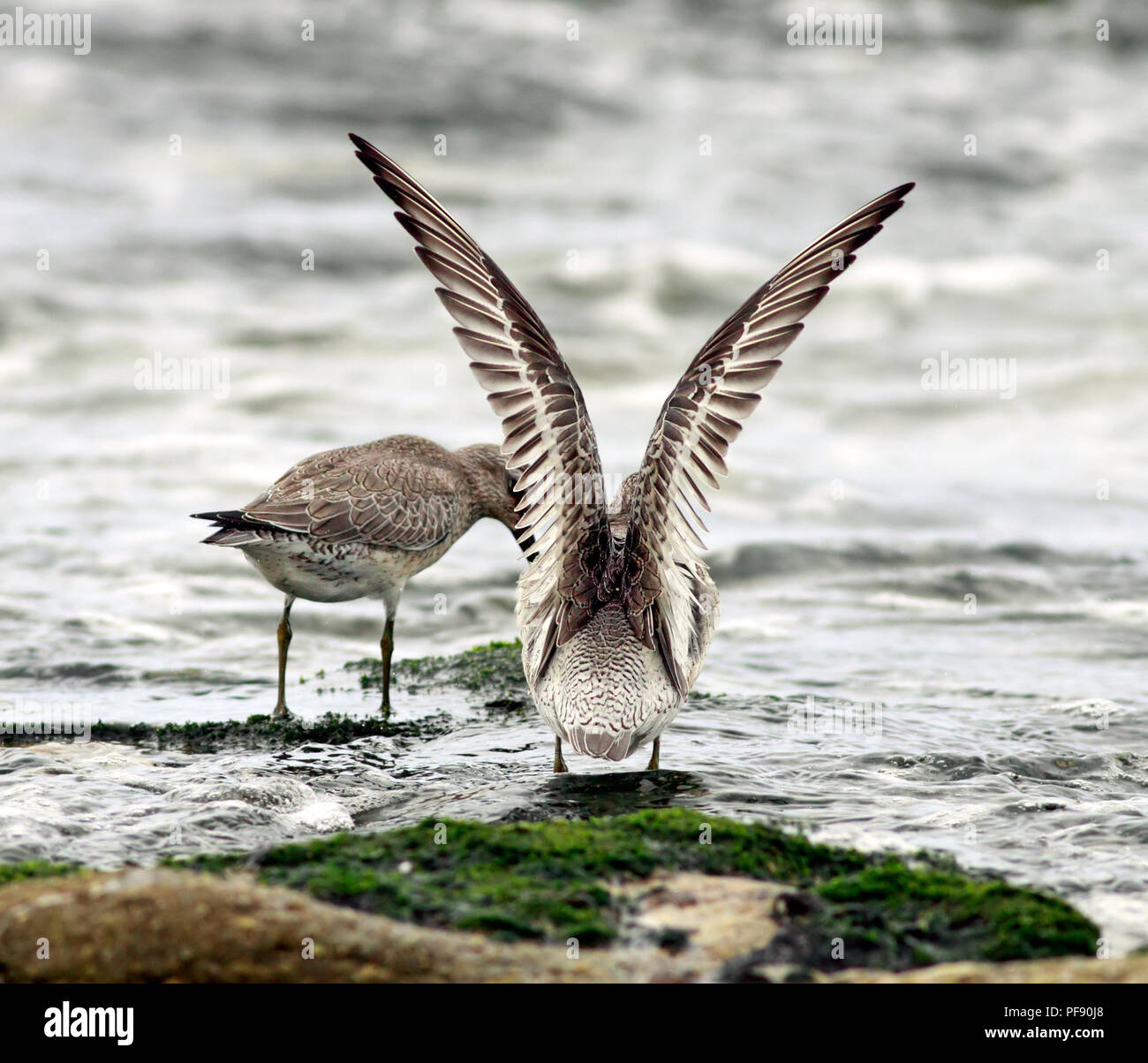 Beautiful little sea birds looKing for food in a beach in the north of ...