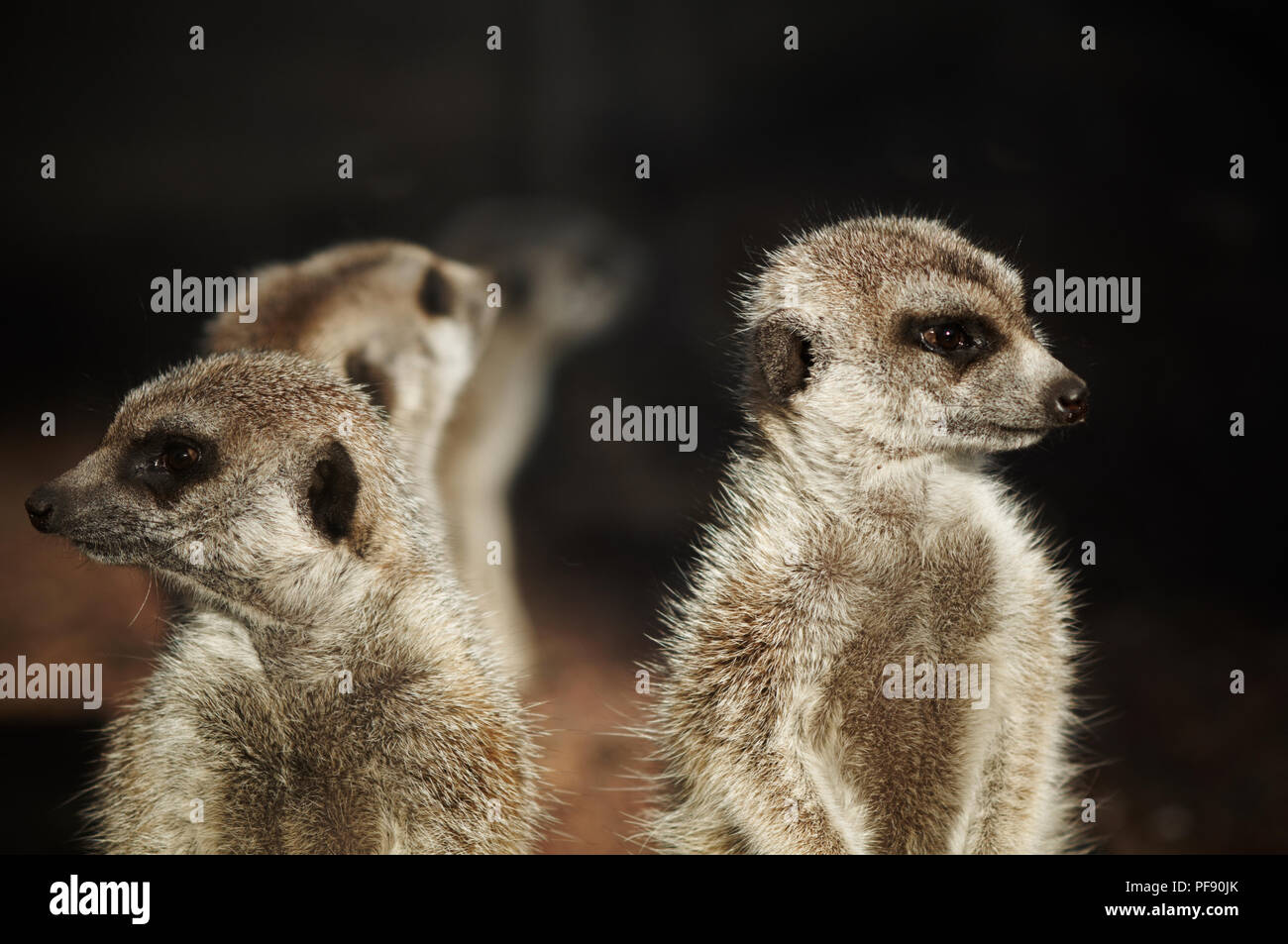 Three meerkats looking on various directions, at the Melbourne zoo ...