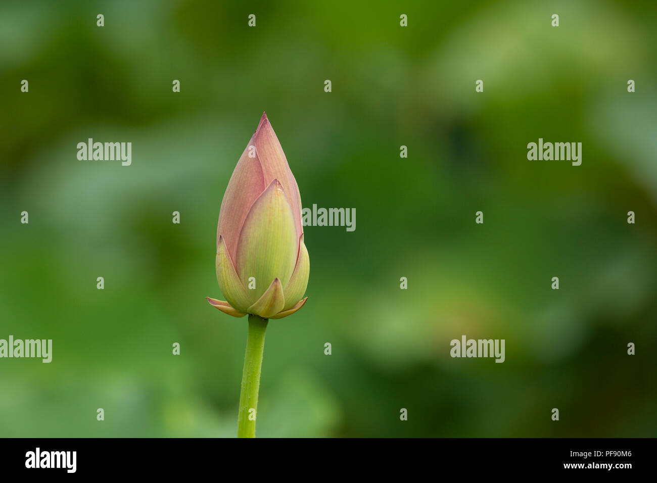 The bud of the common lotus flower (nelumbo nucifera) growing in a ...