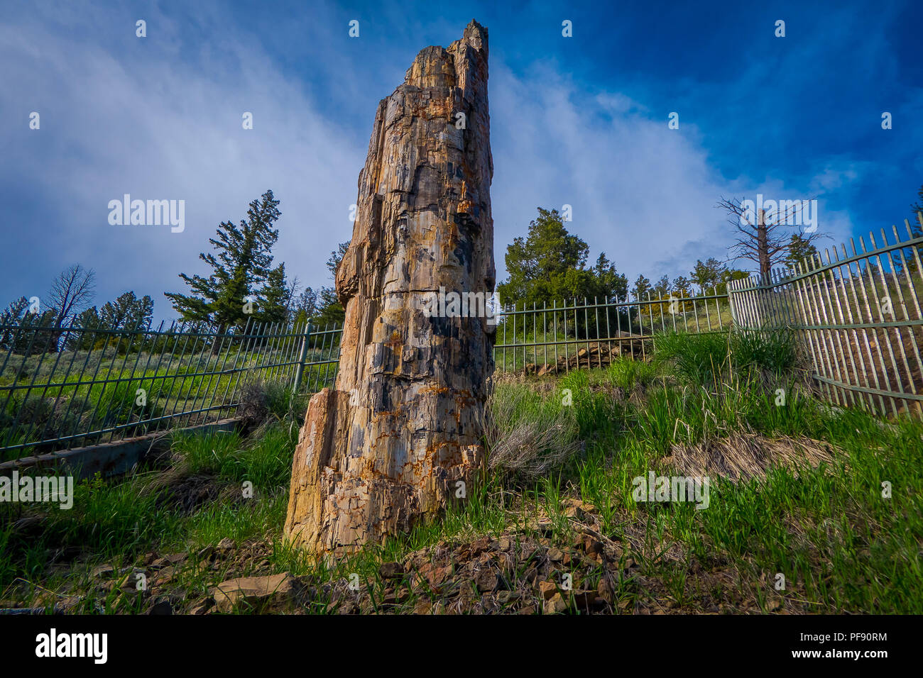 Vertical view famous petrified tree hi-res stock photography and images ...