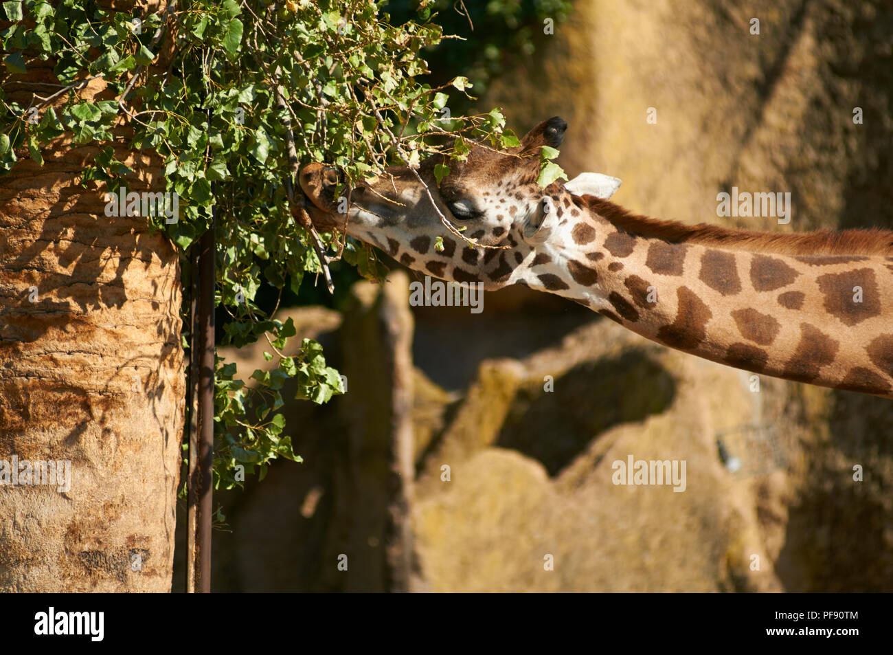 Giraffe eating leaves from tree hi-res stock photography and images - Alamy