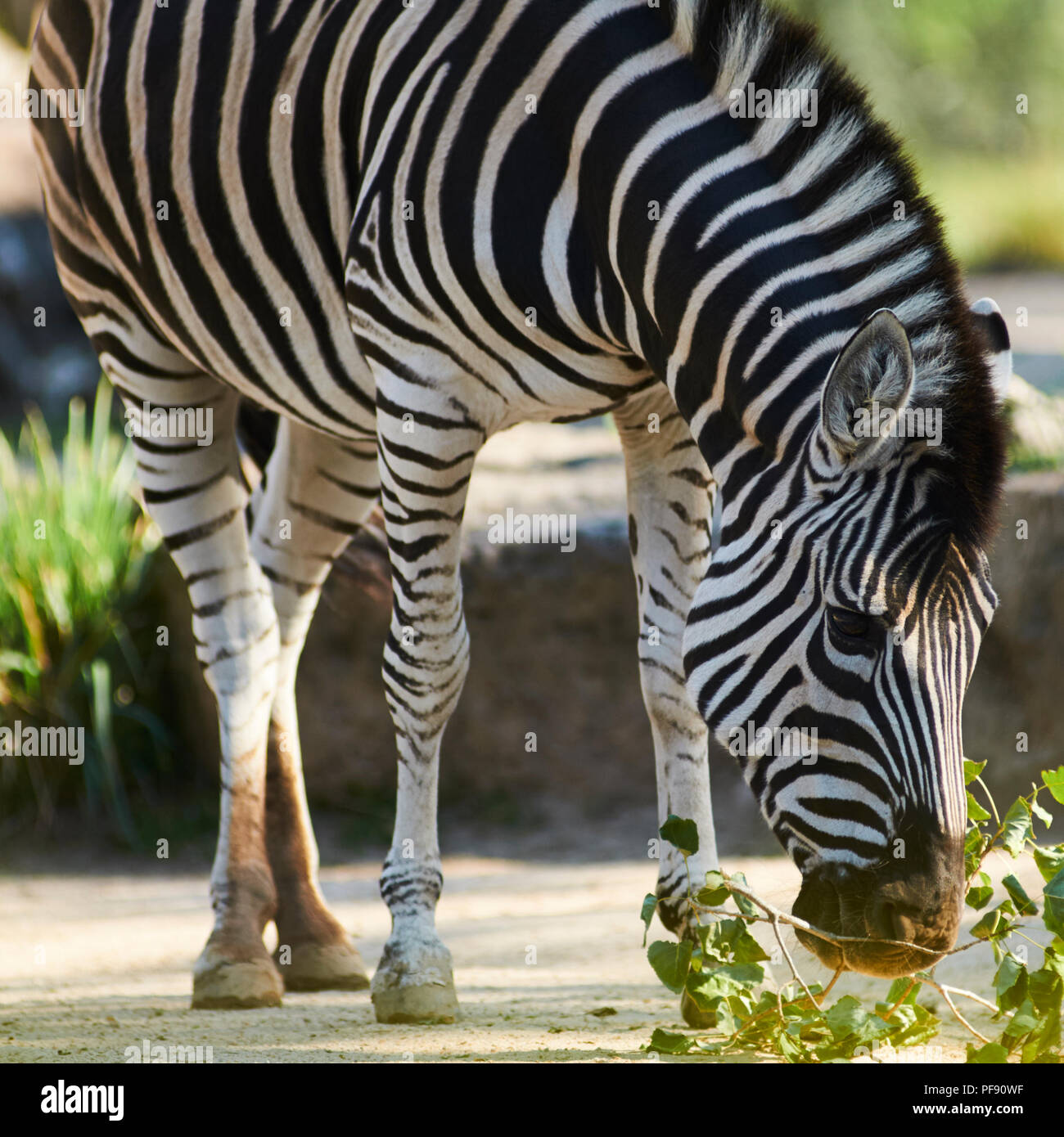 A zebra eating in the Melbourne zoo Stock Photo - Alamy