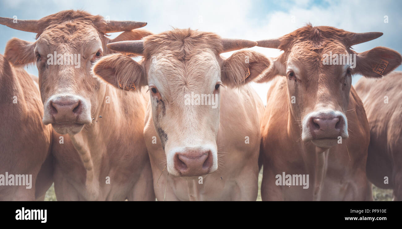 Three cows, vintage portrait Stock Photo - Alamy