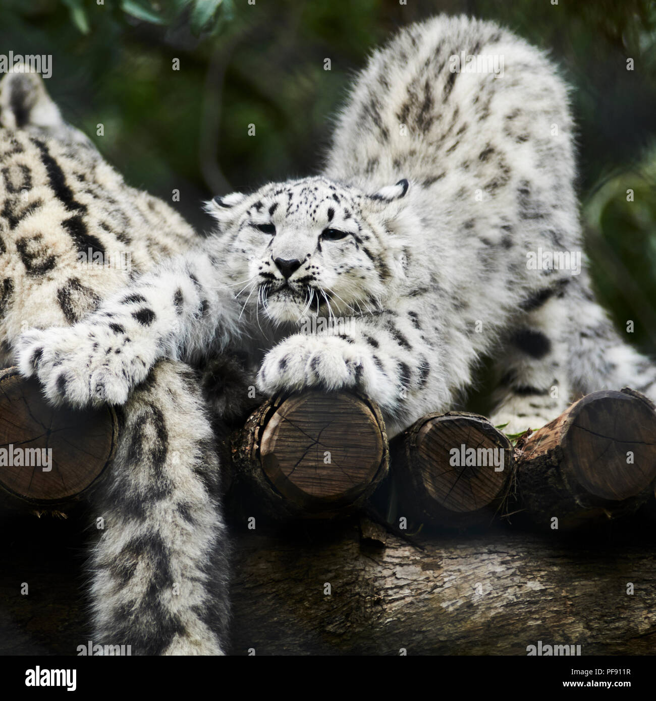 Baby snow leopard at play with his mother watching on Stock Photo - Alamy