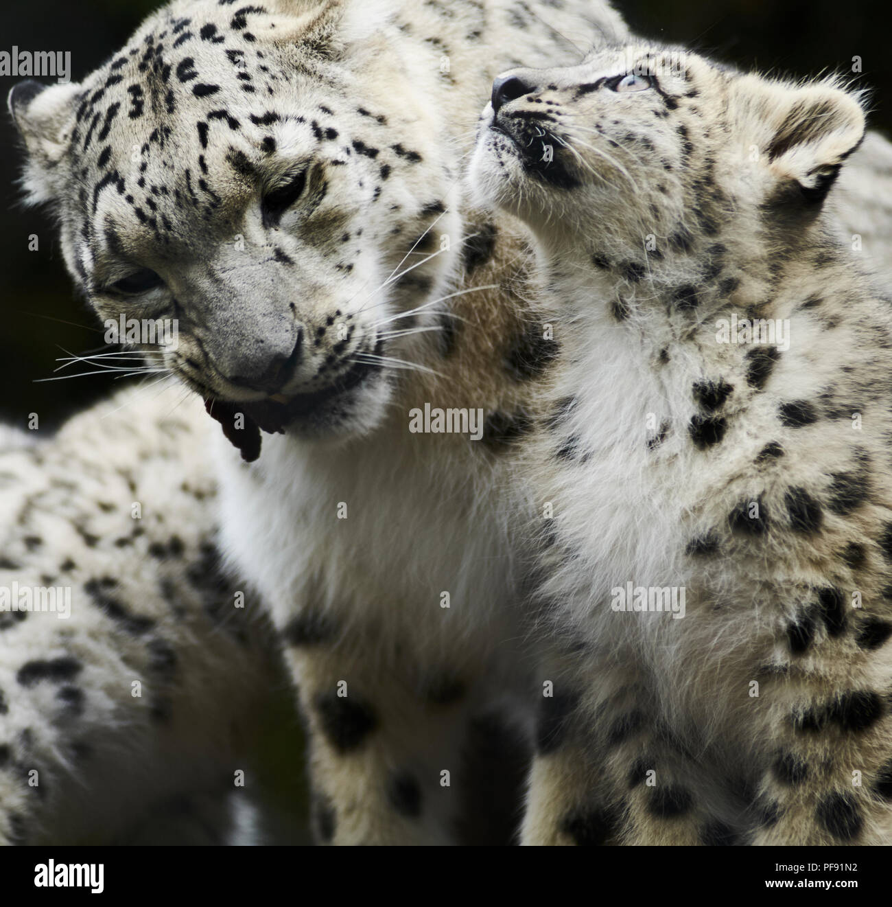 Snow leopard wild adorable hi-res stock photography and images - Alamy