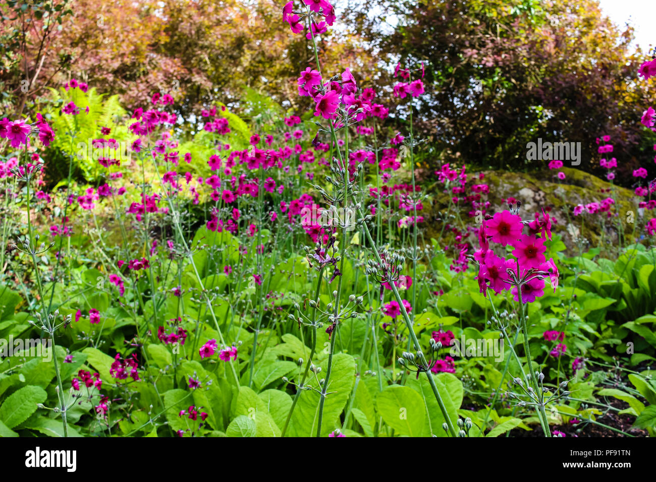 A mass of purple flowers against a green leafy background Stock Photo ...