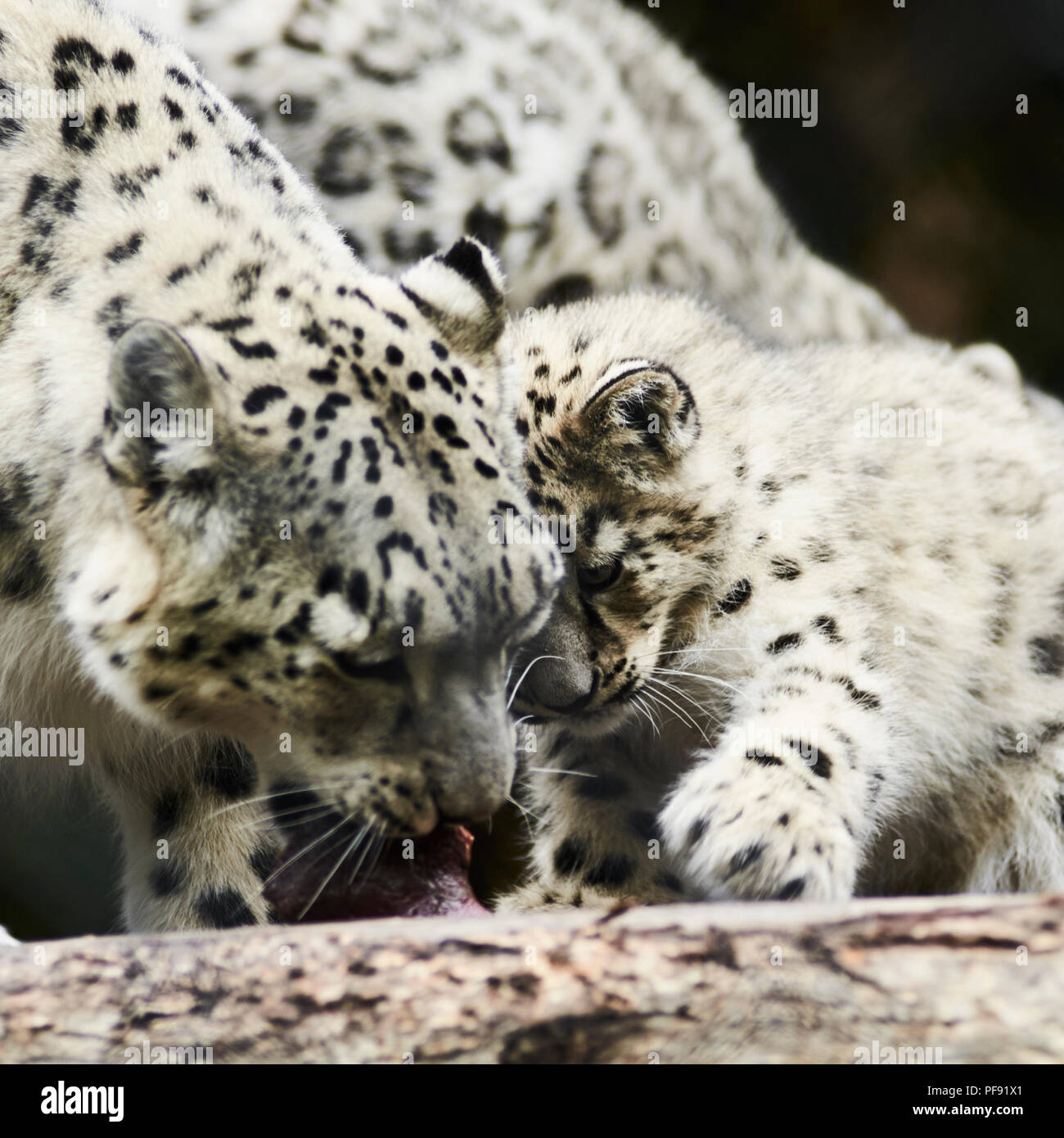 Baby snow leopard at play with his mother watching on Stock Photo - Alamy
