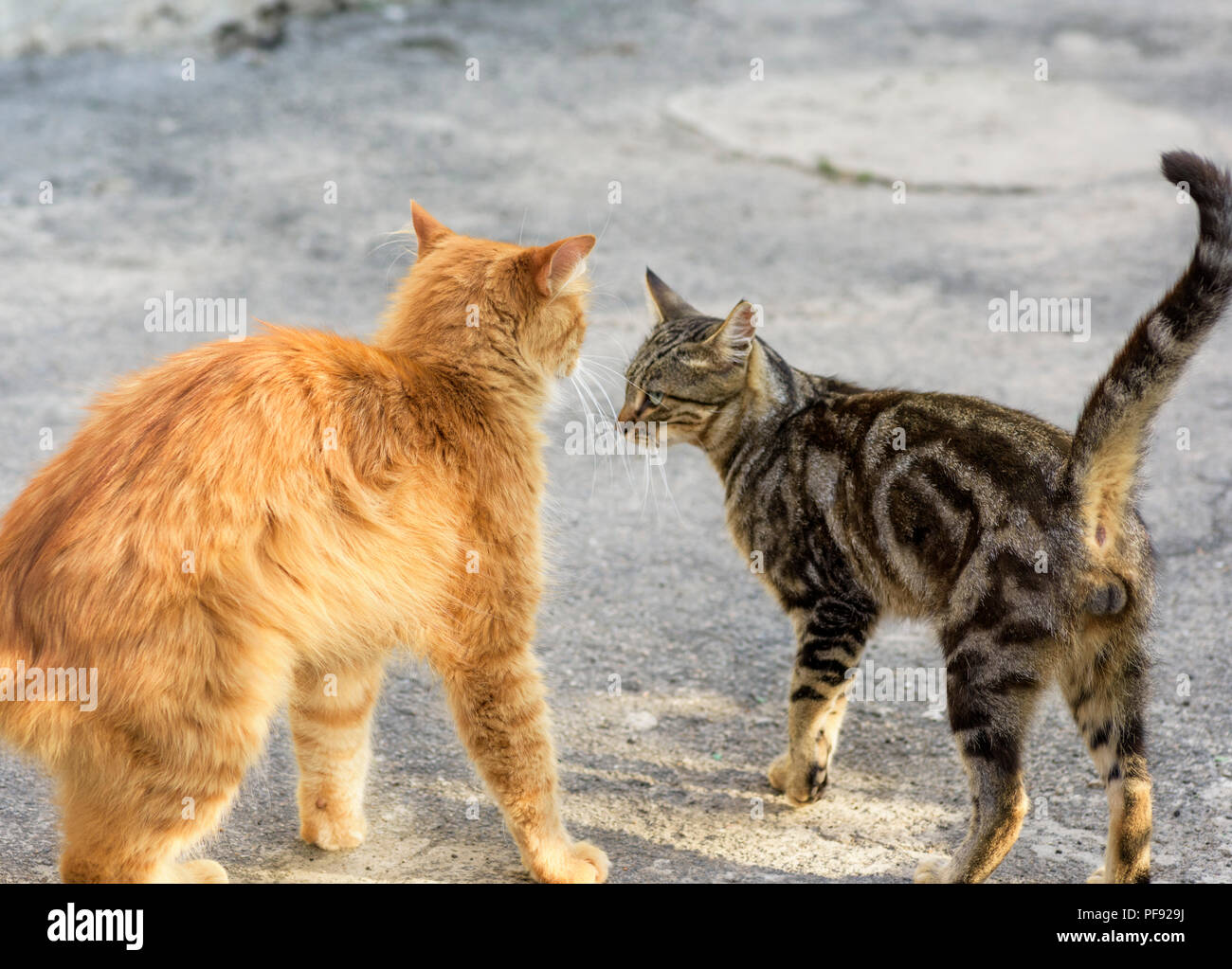 two young red and striped cat standing opposite each other on the ...