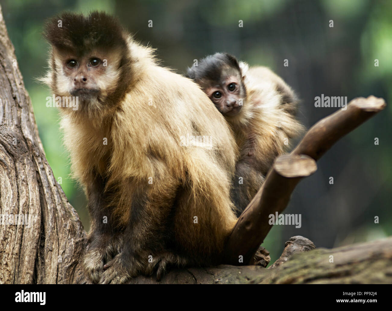 Adorable monkeys at the Melbourne Zoo Stock Photo - Alamy