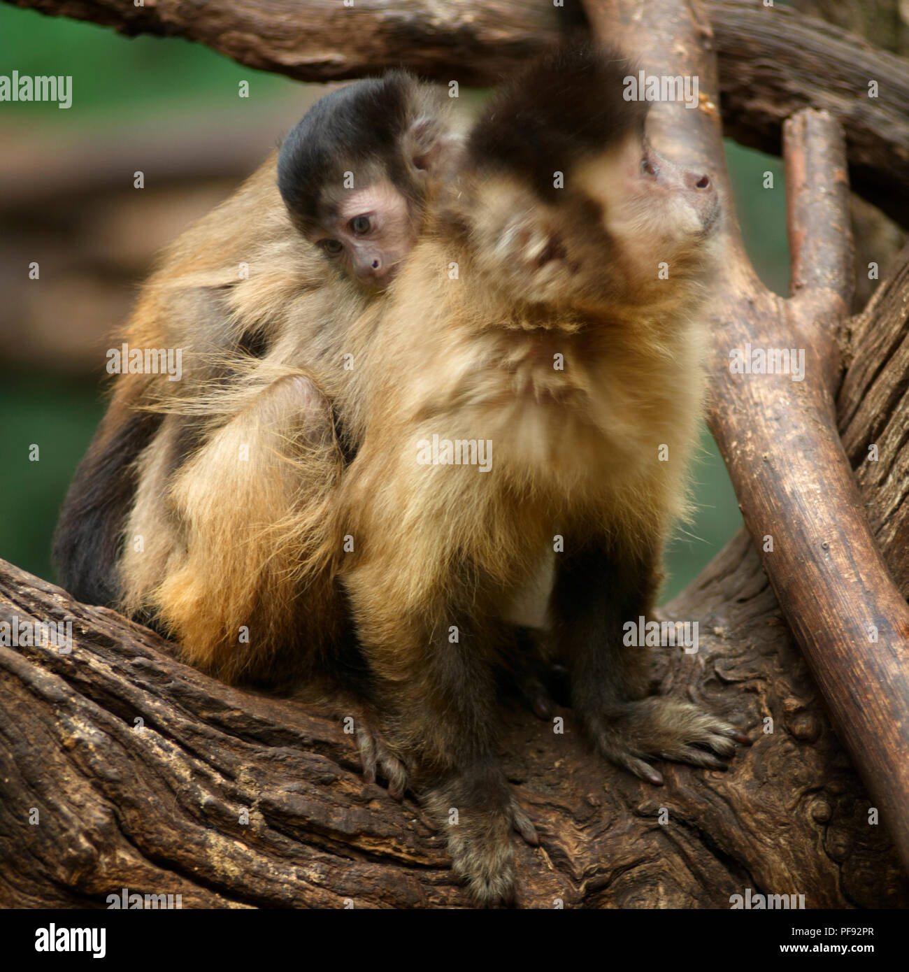 Adorable monkeys at the Melbourne Zoo Stock Photo - Alamy