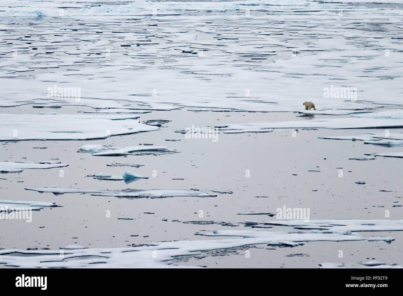North Ice edge at 82 41.01 degrees North from Svalbard with a polar ...