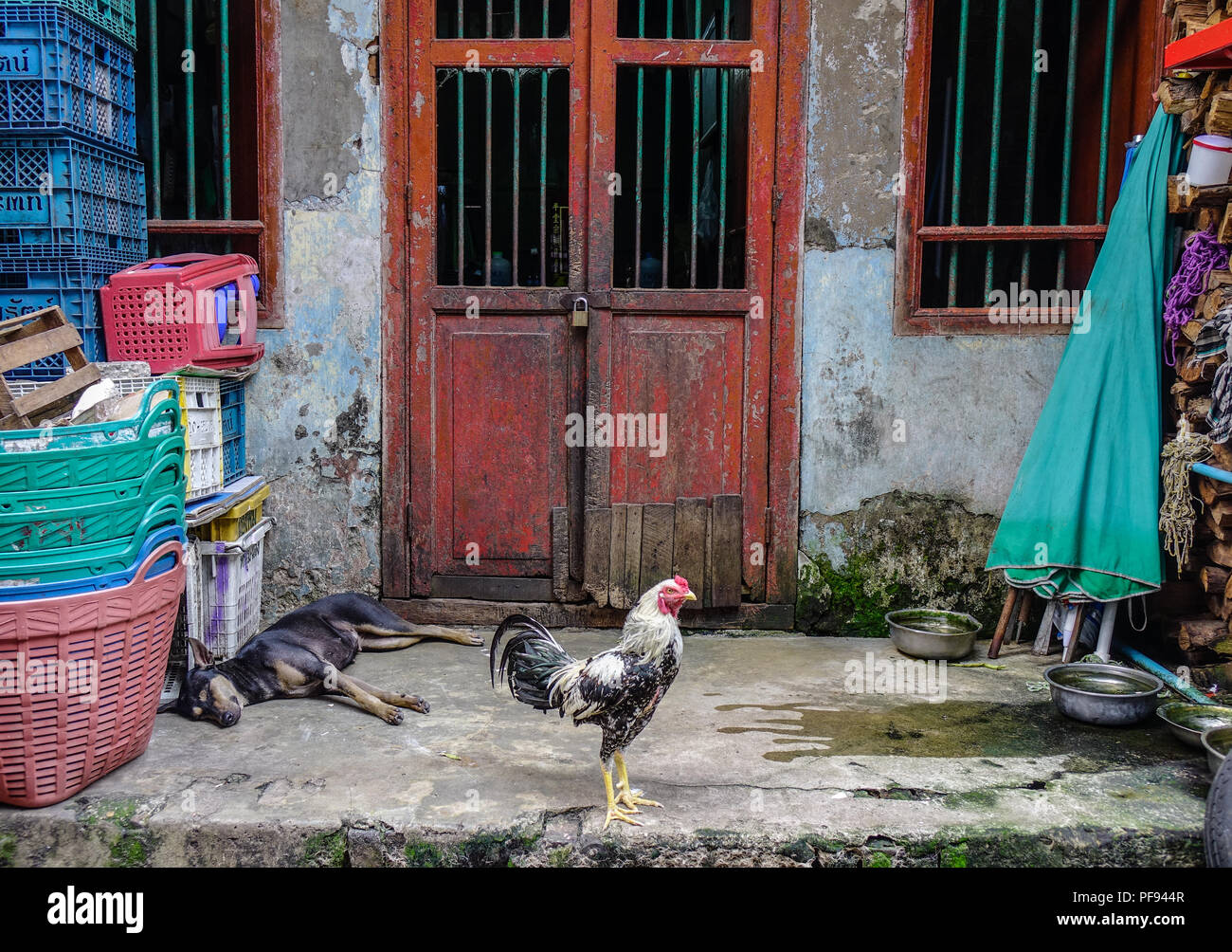 A rooster with a dog at old house in Chinatown of Yangon, Myanmar Stock ...