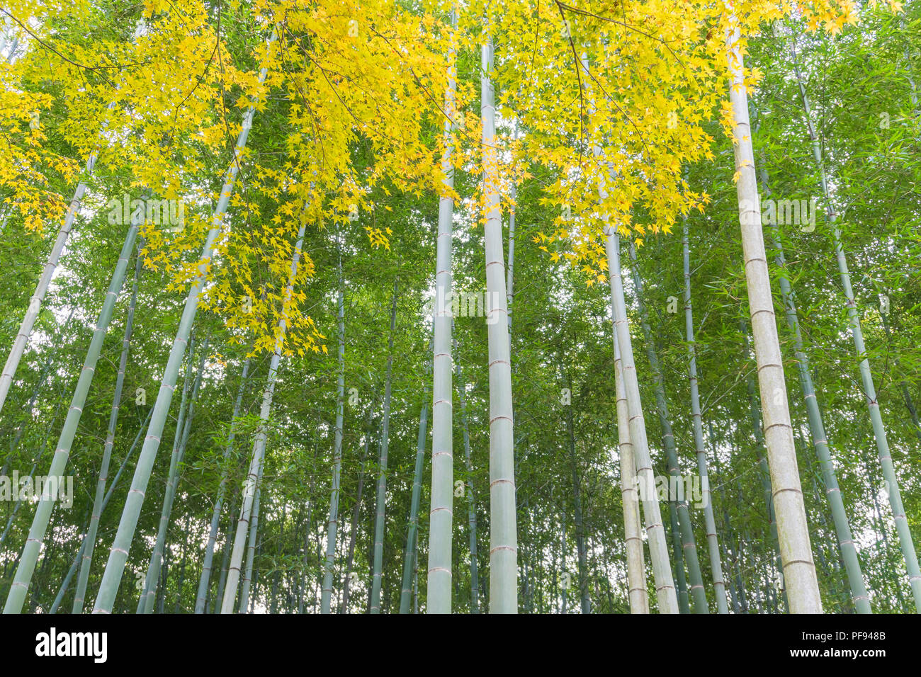 Bamboo grove in fall hi-res stock photography and images - Alamy