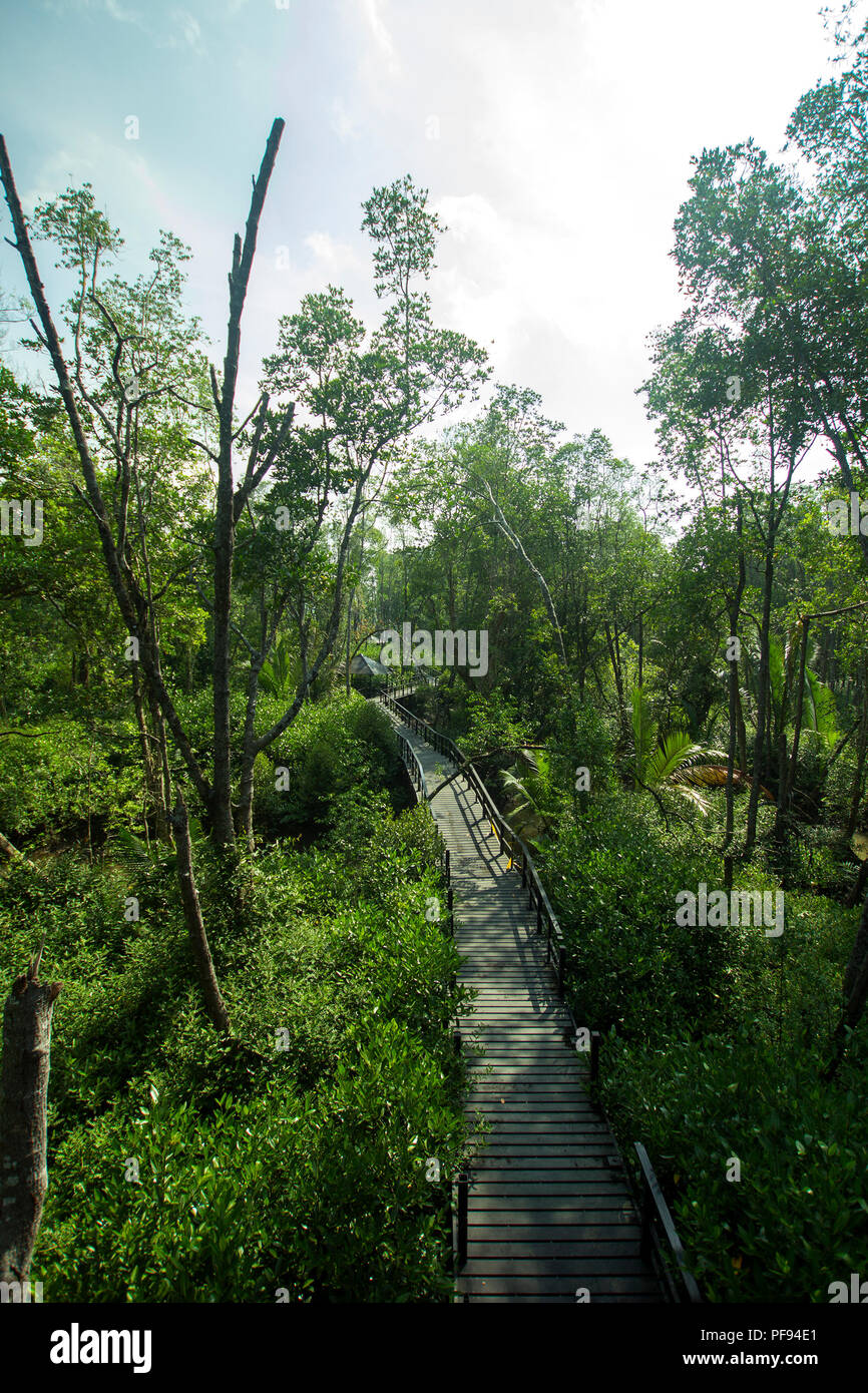 Walking in mangrove trail hi-res stock photography and images - Alamy