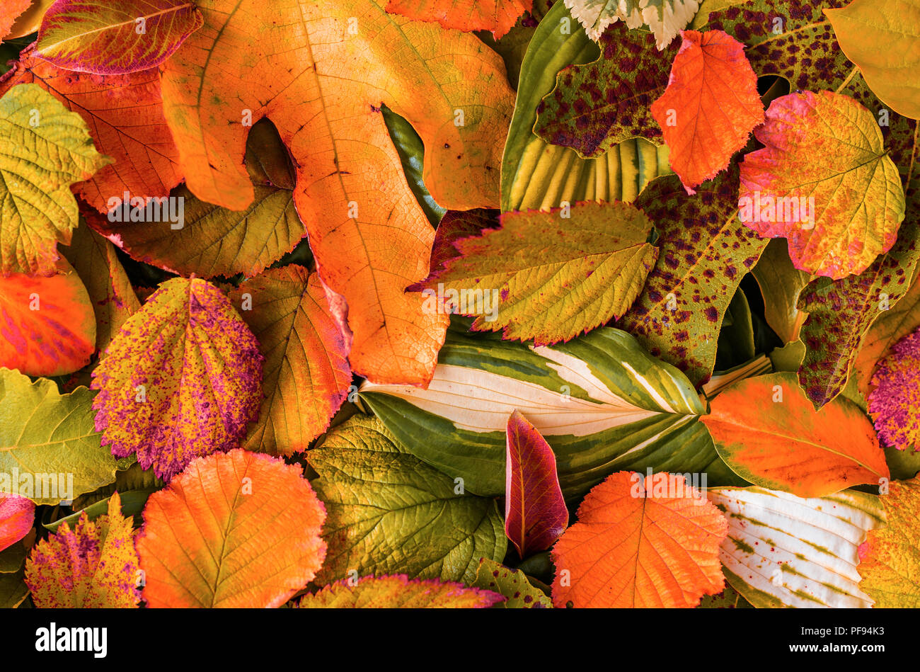 Early fall leaves hi-res stock photography and images - Alamy