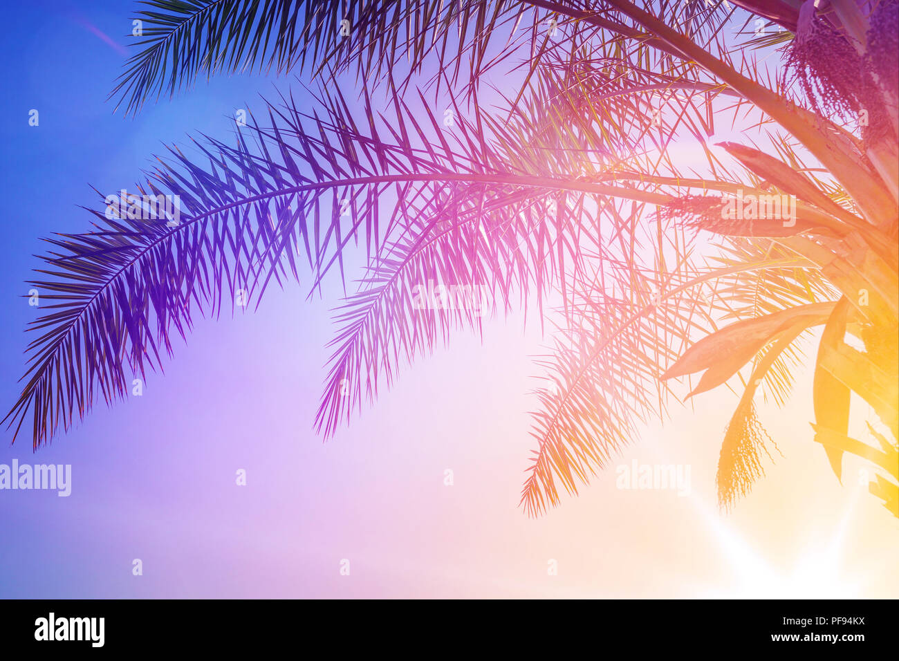 Palm leaves against the sunset. Summer tropical background in violet ...