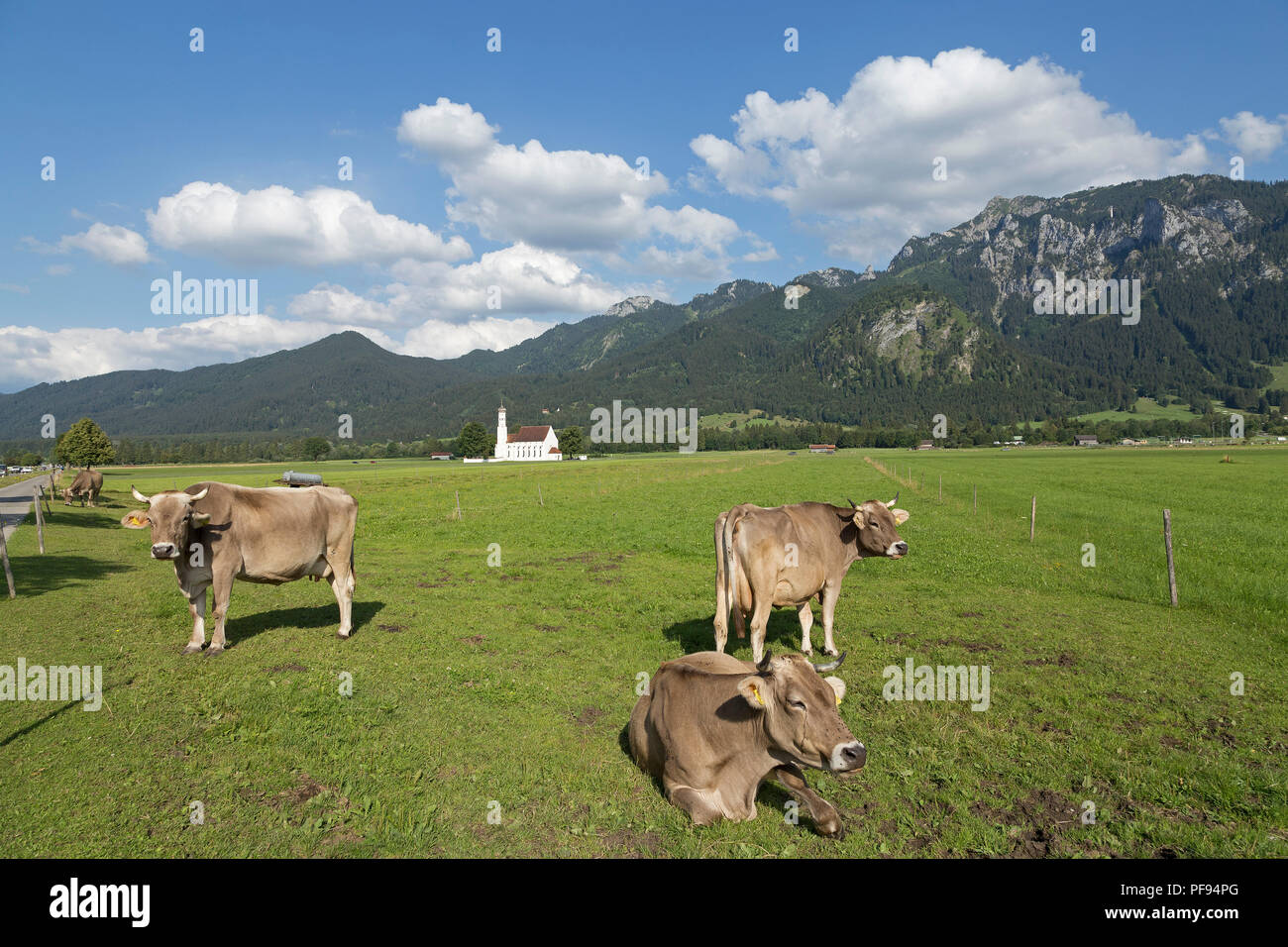 Cows in front of the church of hi-res stock photography and images - Alamy
