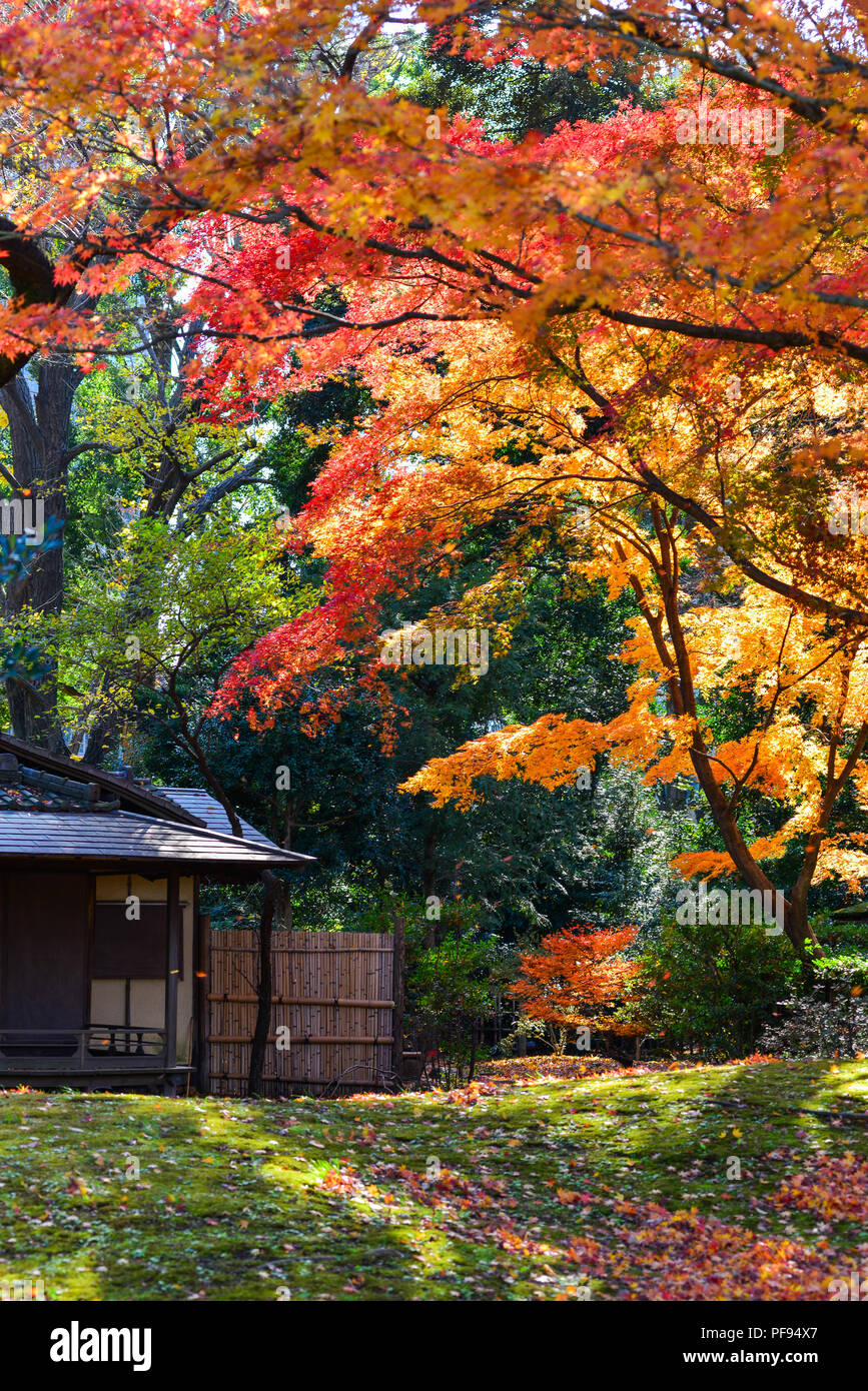 Maple trees with colorful leaves at autumn garden in Tokyo, Japan Stock ...
