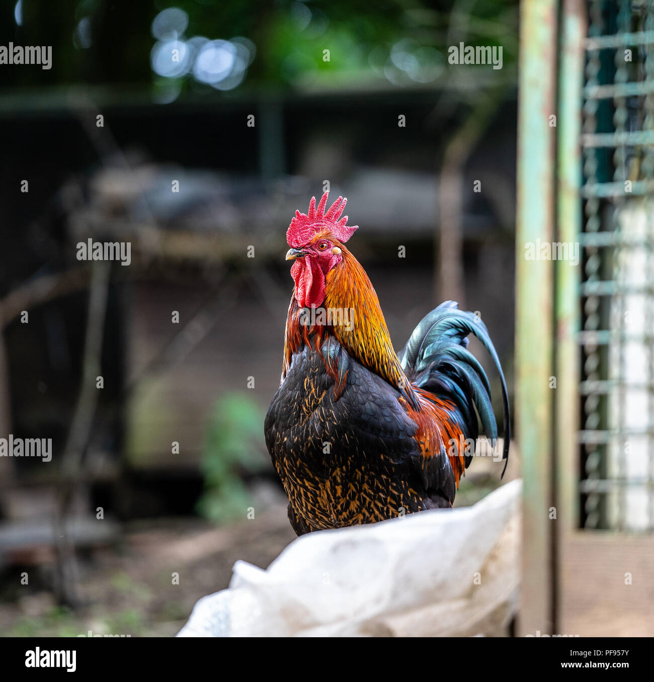 A proud rooster showing off his beautiful feathers Stock Photo - Alamy