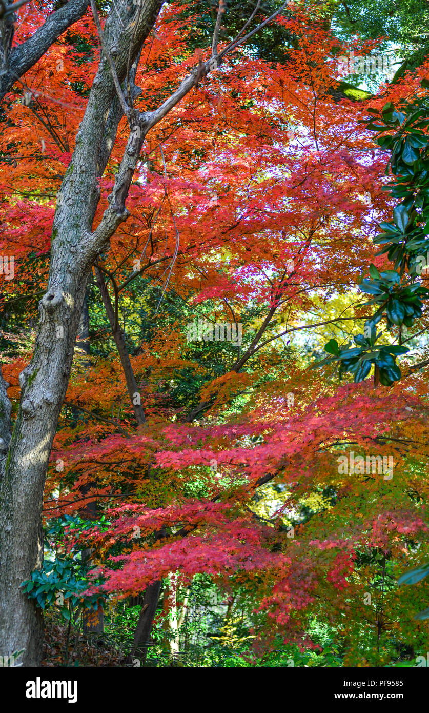 Maple trees with colorful leaves at autumn garden in Tokyo, Japan Stock ...