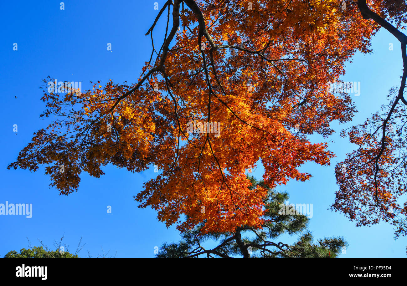 Maple trees with colorful leaves at autumn garden in Tokyo, Japan Stock ...