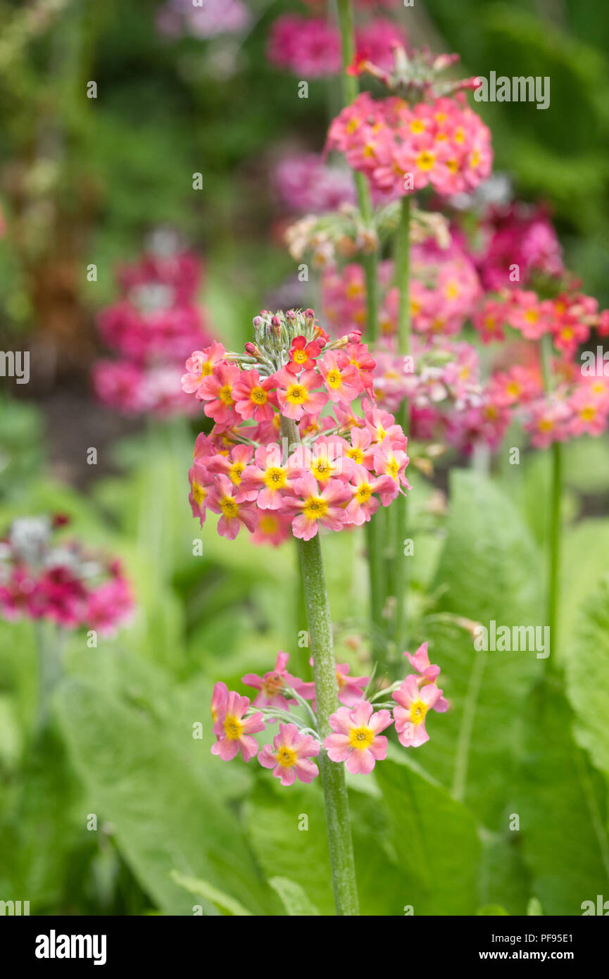 Bog garden primulas hi-res stock photography and images - Alamy