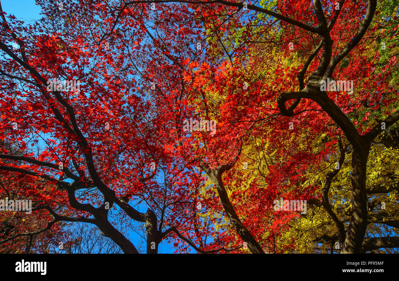 Maple trees with colorful leaves at autumn garden in Tokyo, Japan Stock ...