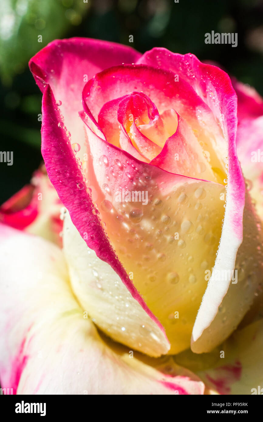 Colorful Rose On Water