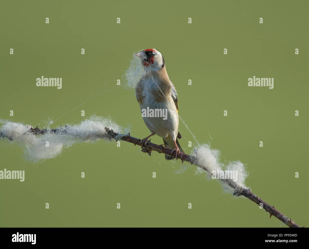 European Goldfinch, Carduelis carduelis, collecting wool from bramble ...