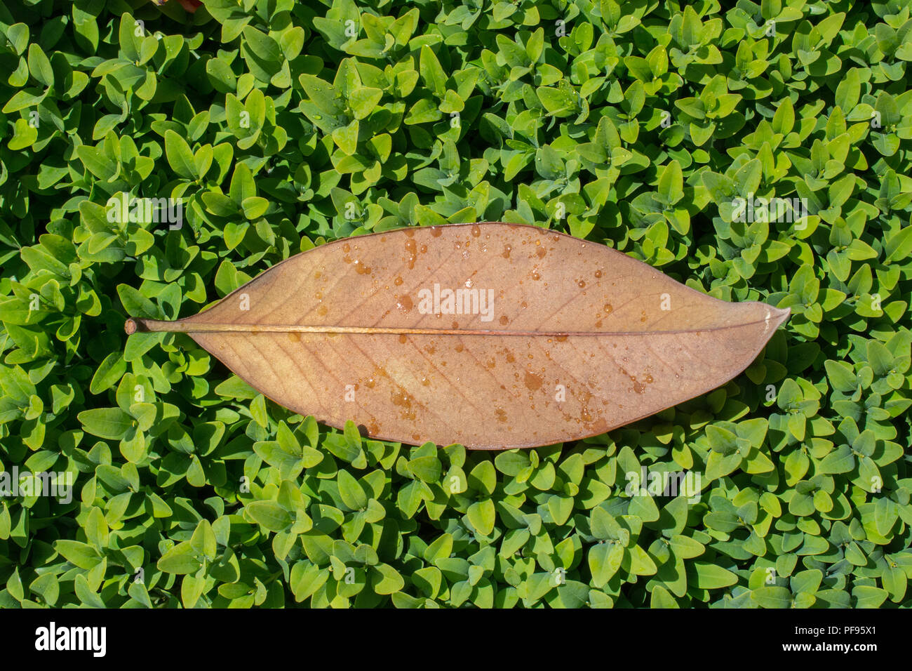 Dry tree leaf as an Autumn background Stock Photo - Alamy