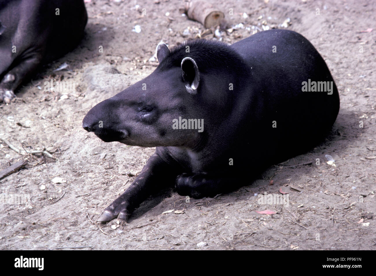 South American Tapir or Brazilian Tapir Tapirus terrestris Stock Photo ...