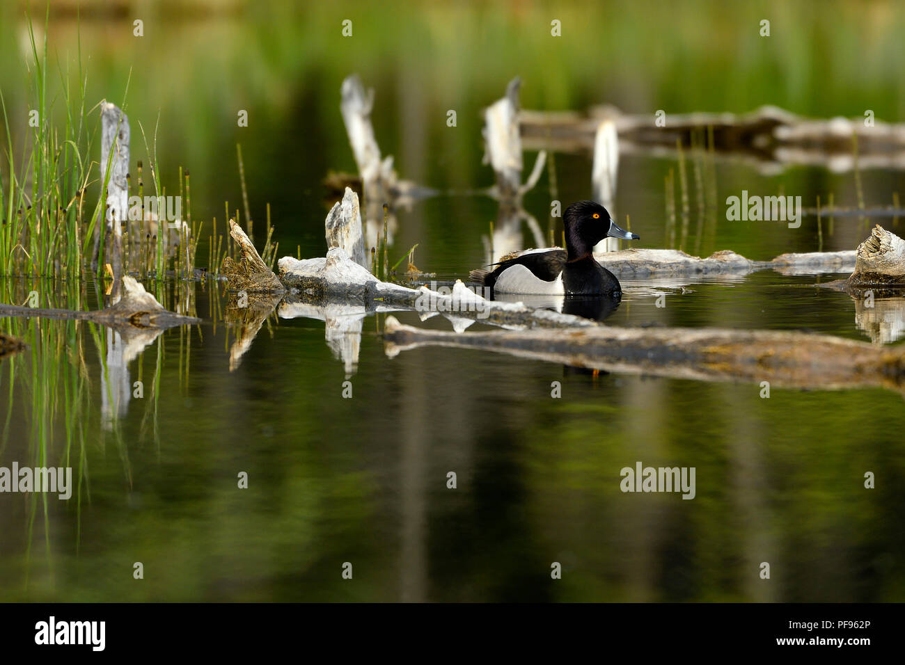 Logs floating in water hi-res stock photography and images - Alamy