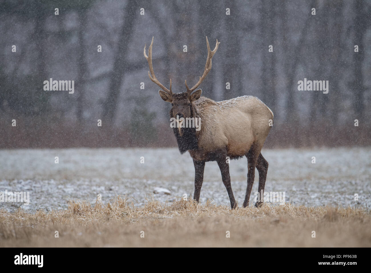 Bull elk walking through snow hi-res stock photography and images - Alamy