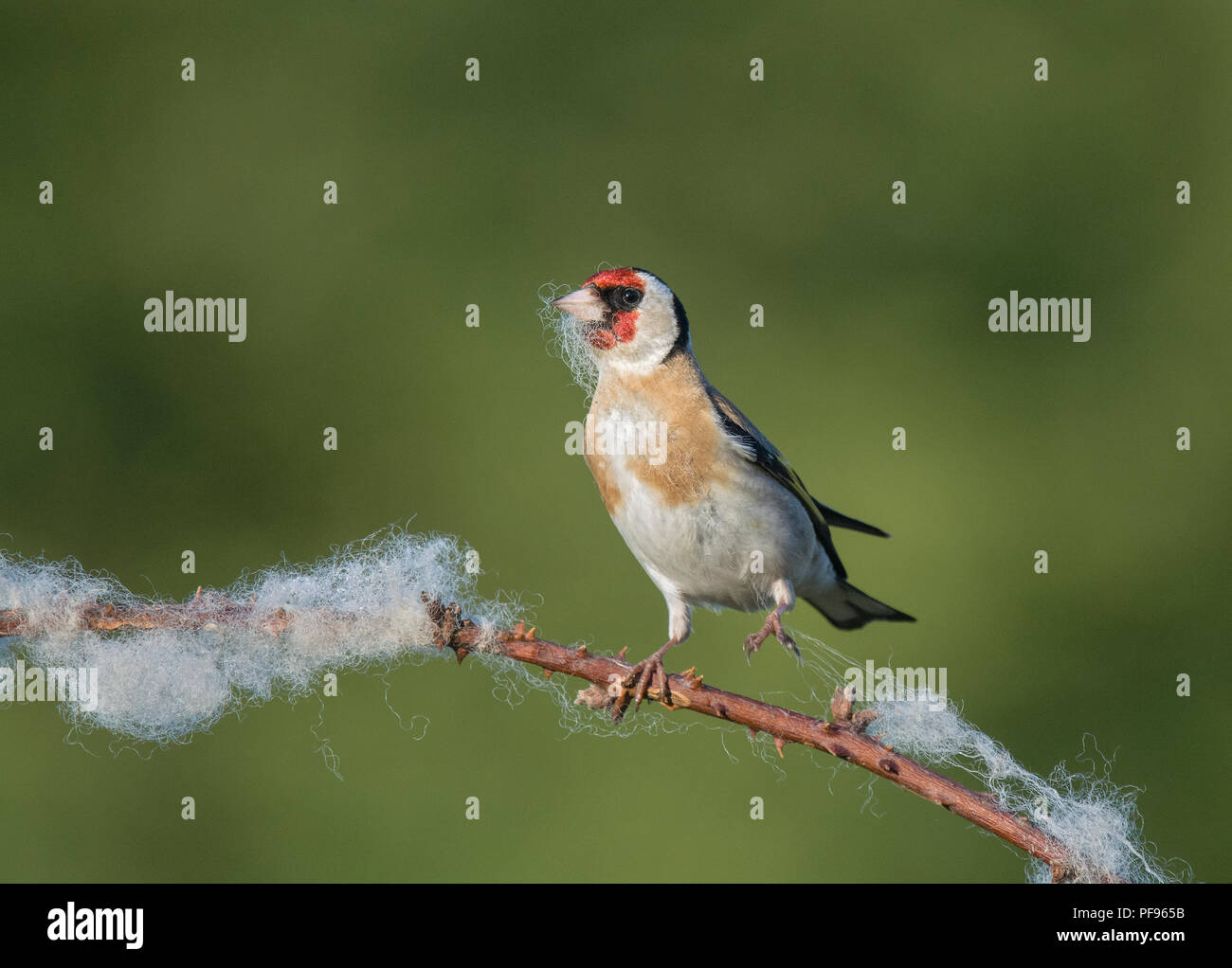 European Goldfinch, Carduelis carduelis, collecting wool from bramble ...