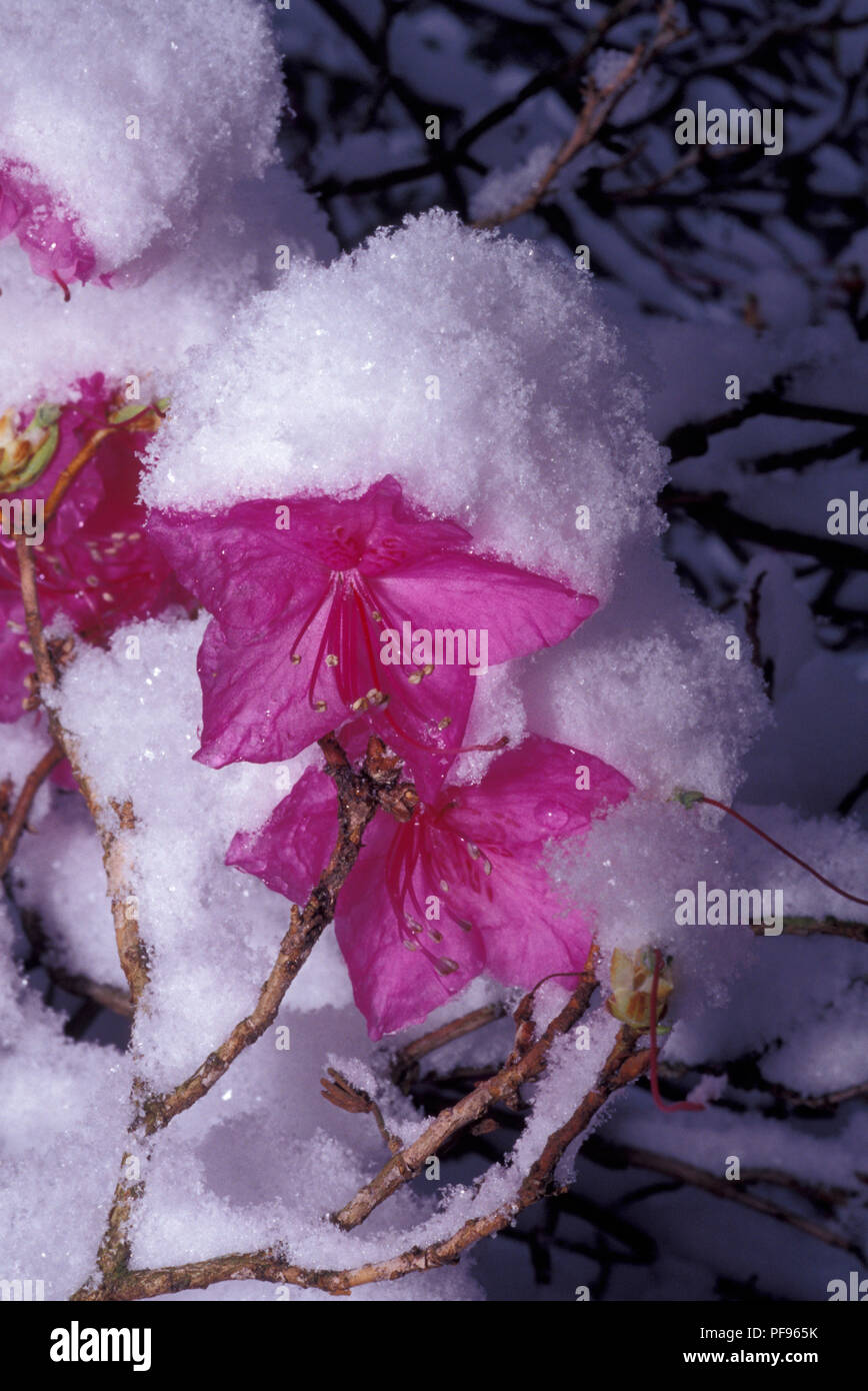Ny spring storm hi-res stock photography and images - Alamy
