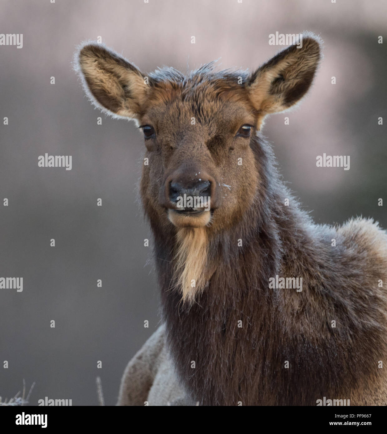 Elk in Winter Snow Stock Photo - Alamy