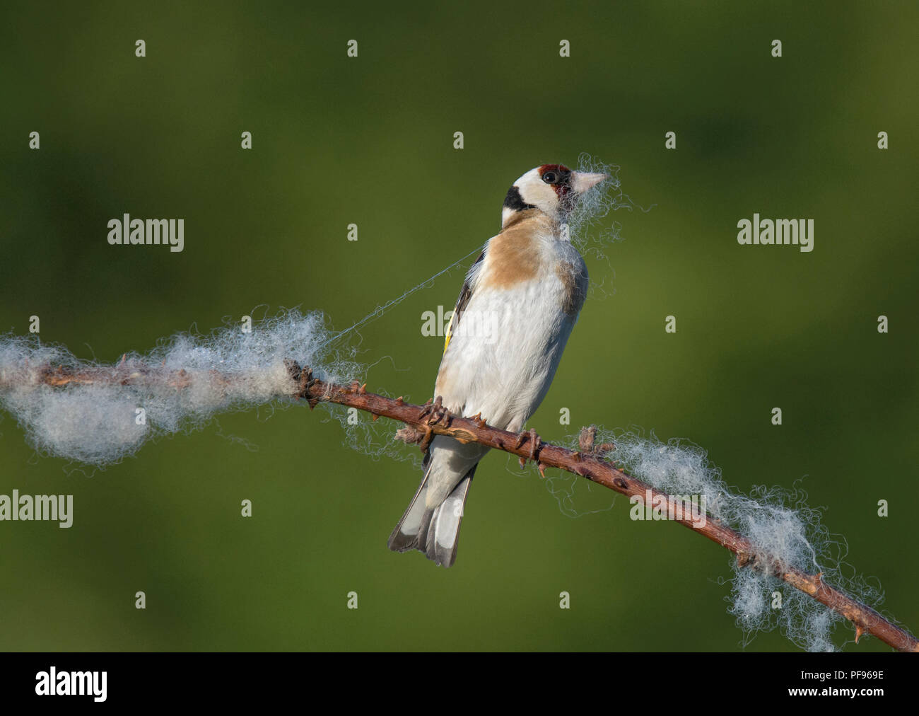 European Goldfinch, Carduelis carduelis, collecting wool from bramble ...