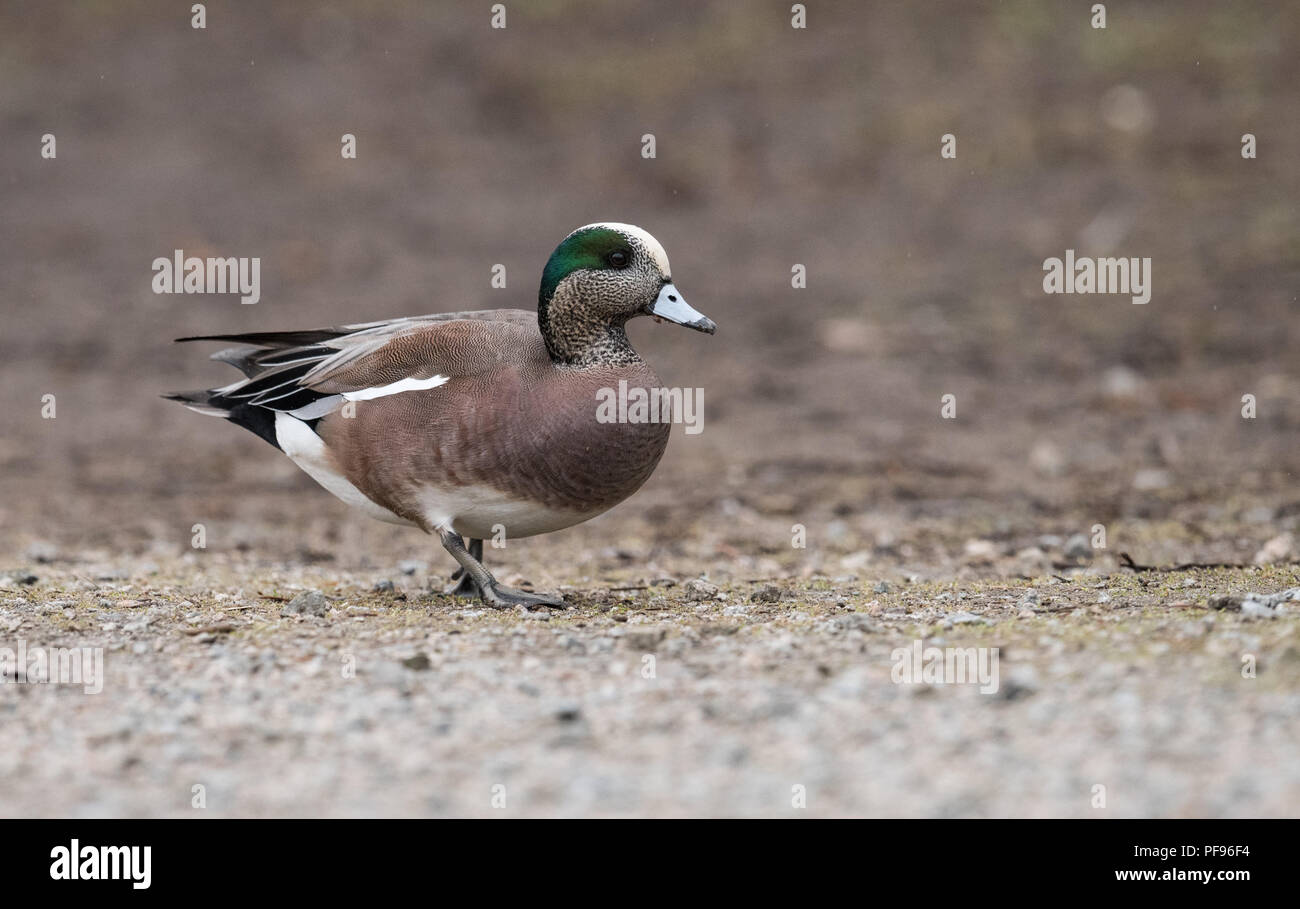 Wigeon flying hen hi-res stock photography and images - Alamy