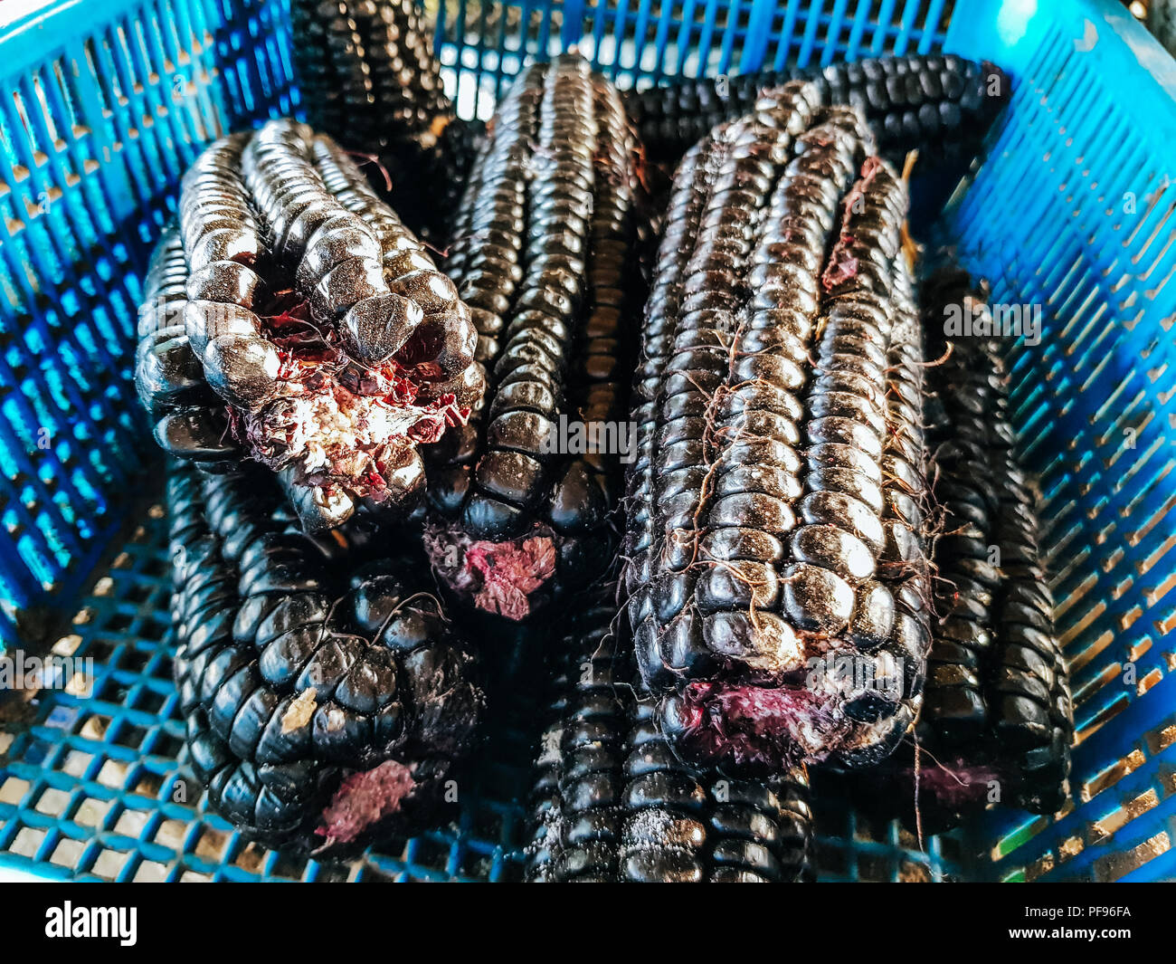 Hopi Indians Food Corn