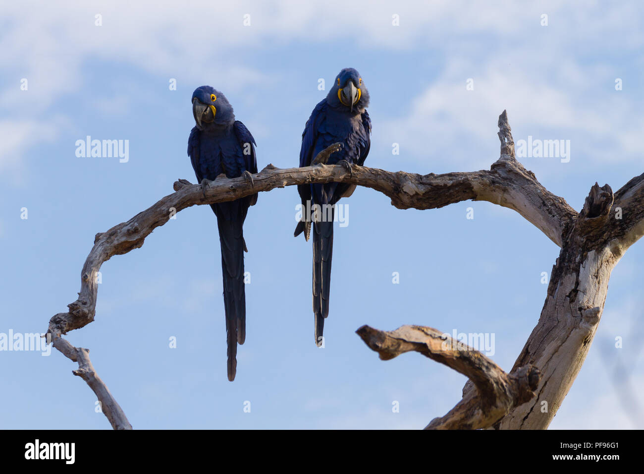 Couple of Hyacinth macaw from Pantanal, Brazil. Brazilian wildlife ...