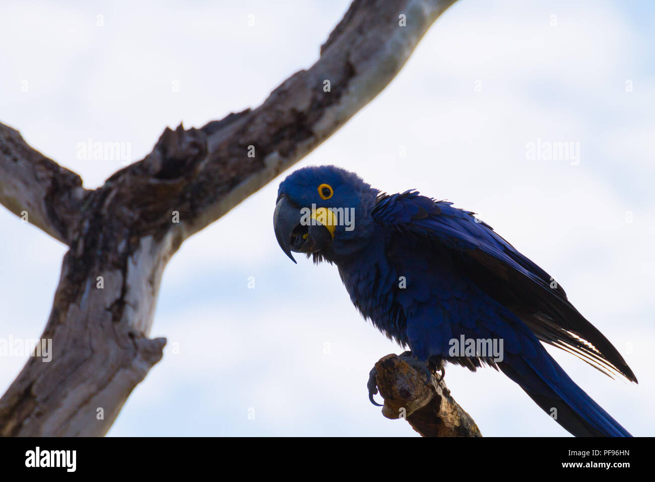 Couple of Hyacinth macaw from Pantanal, Brazil. Brazilian wildlife ...