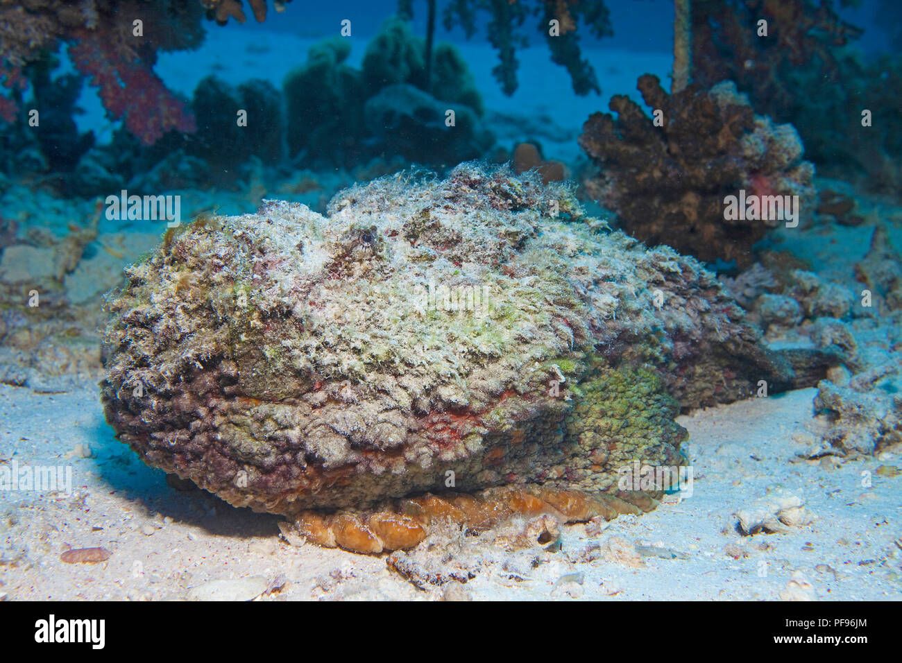 Roter steinfisch hi-res stock photography and images - Alamy